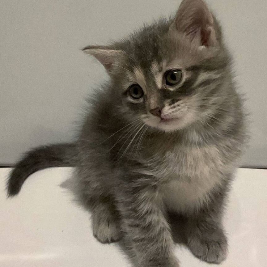 Котята мальчик и девочка