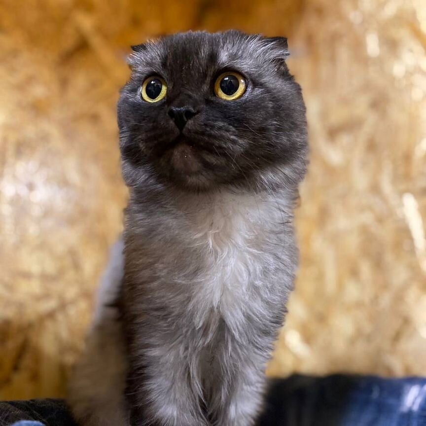 Кошка Лапонька ищет хозяина. В хорошие руки