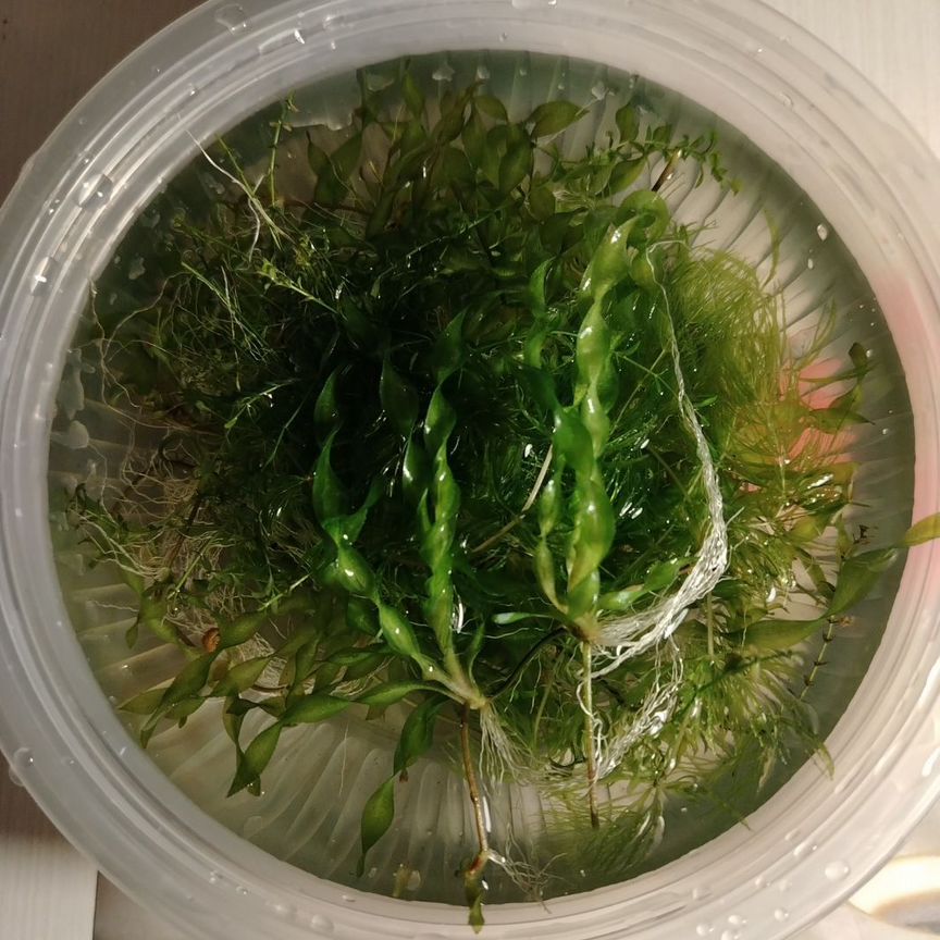 Аквариумные растение