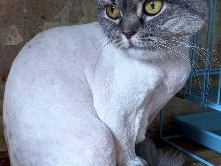 Кошечка в добрые руки