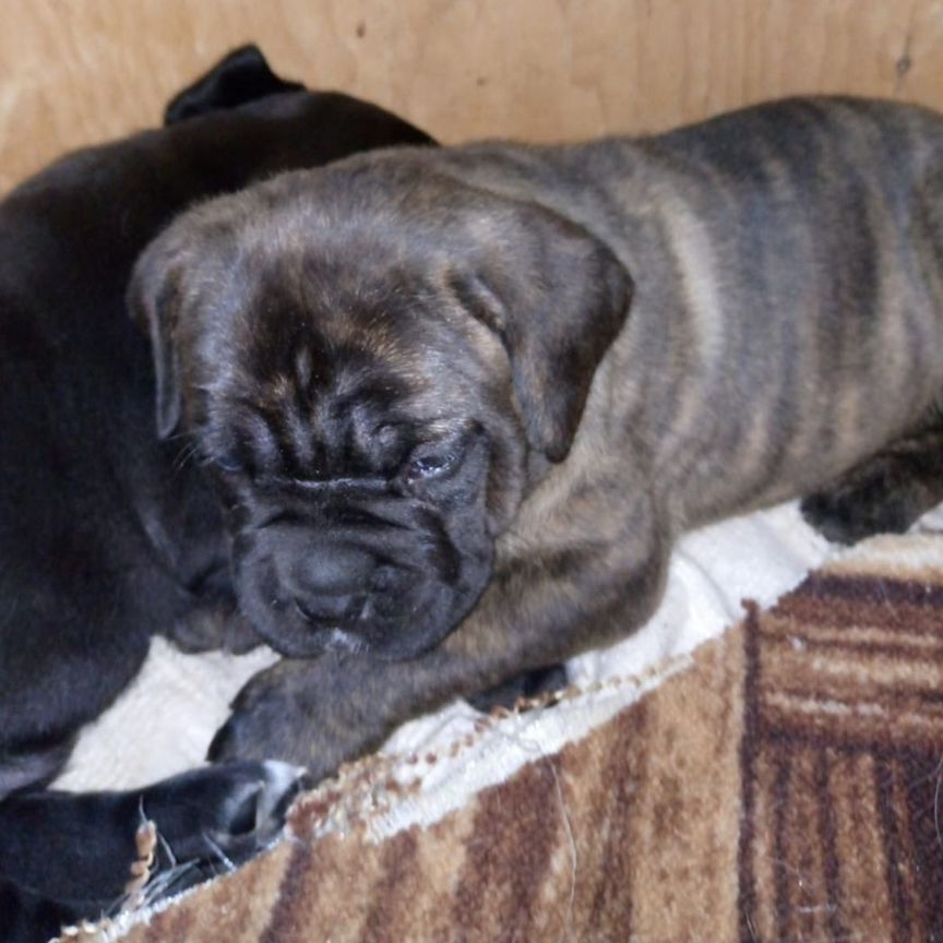 Щенки Кане корсо