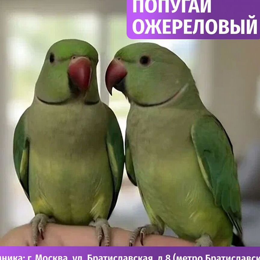 Попугай Ожереловый