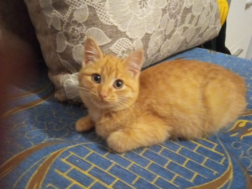 Котёнок в добрые руки