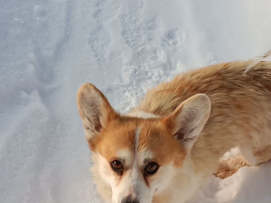 Вельш корги пемброк