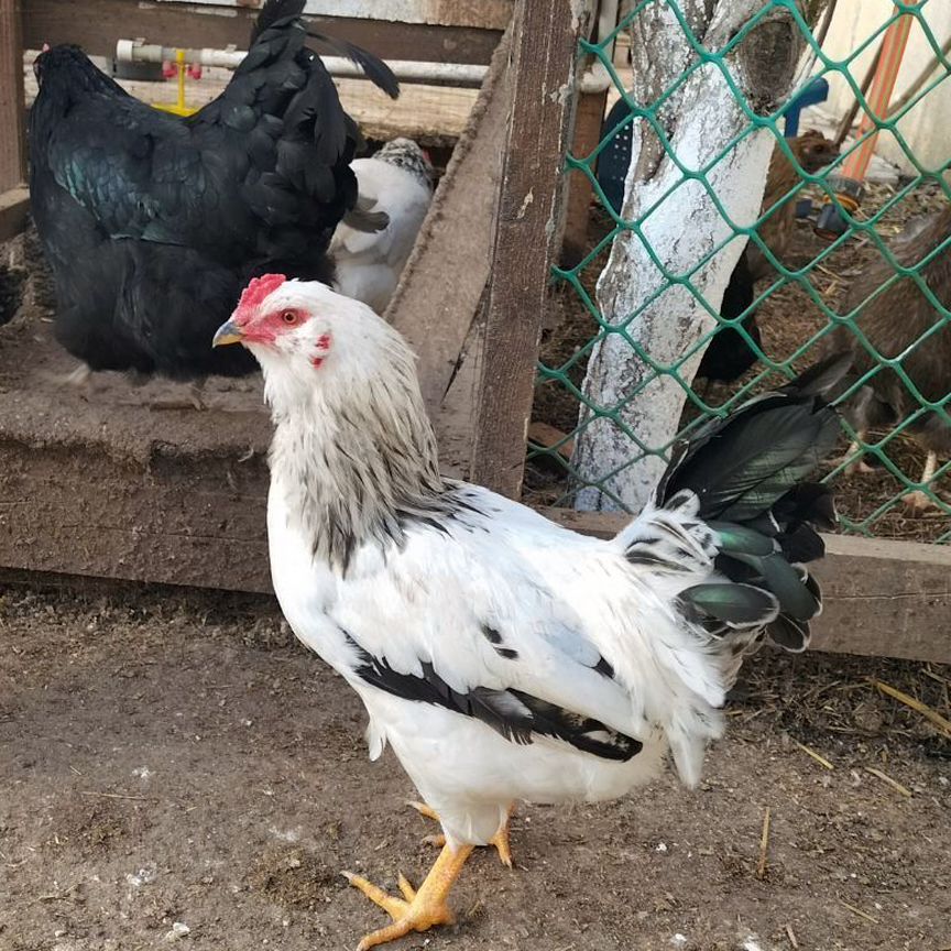 Петухи домашние молодые