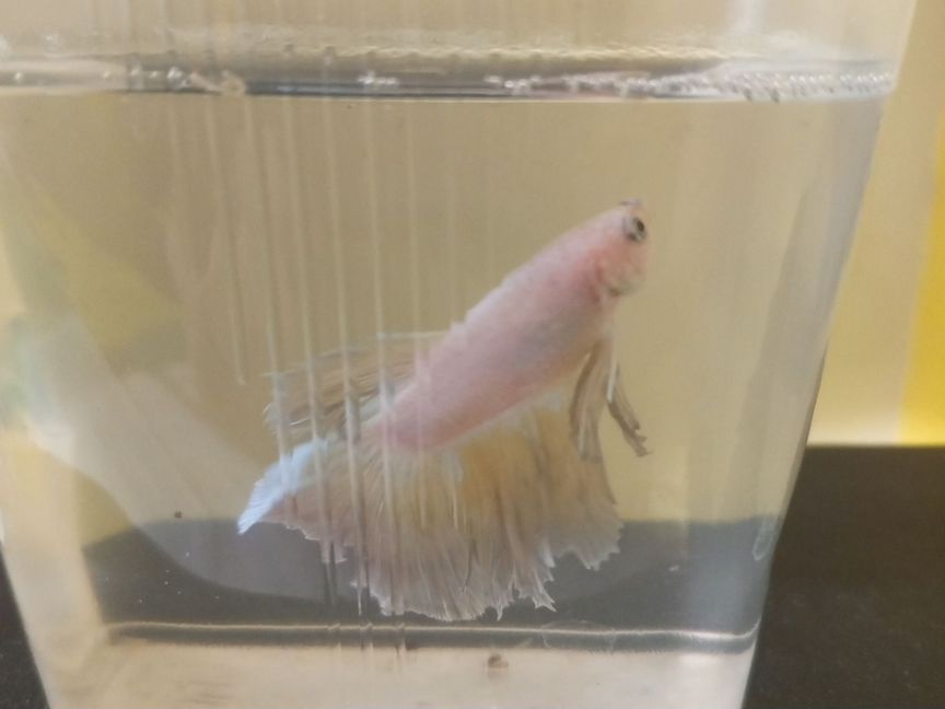 Рыба петушок