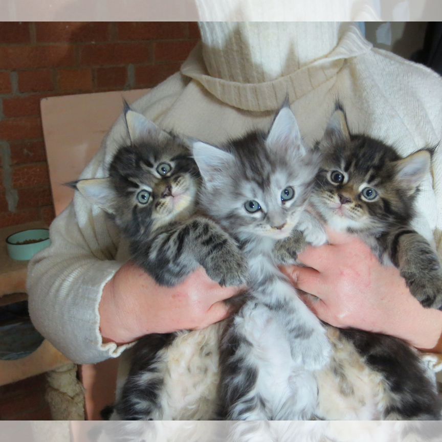 Мейн-кун котёнок