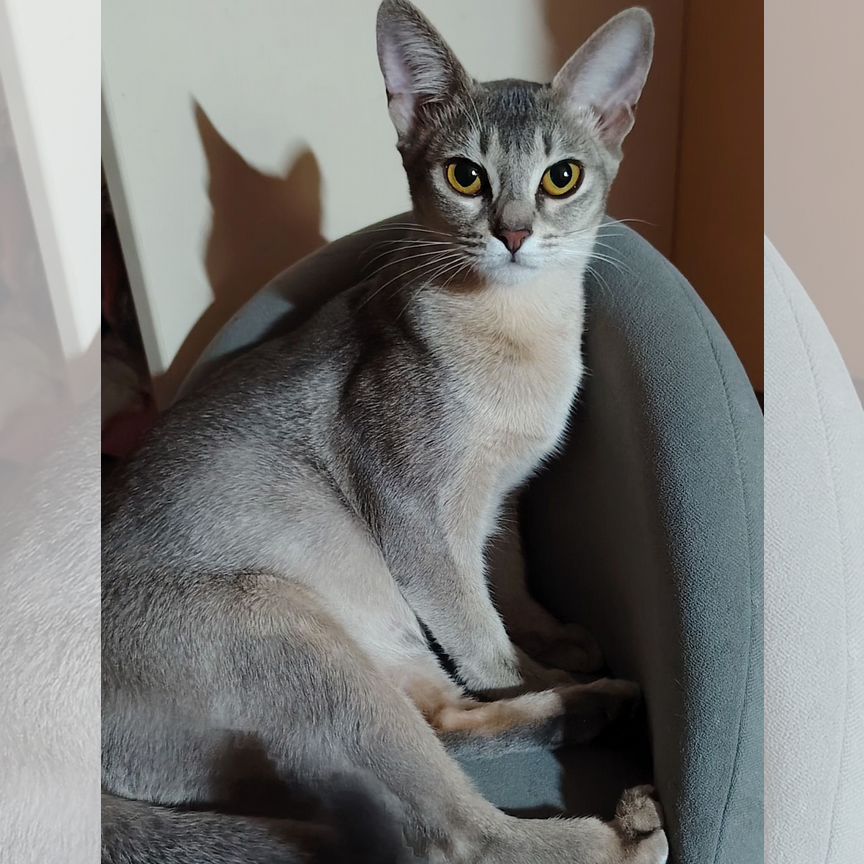 Абиссинский котёнок