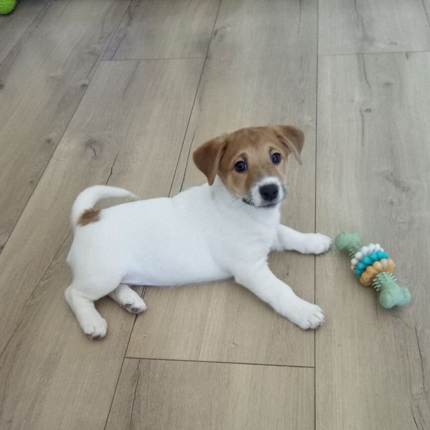 Чудесная малышка Джек рассел терьер