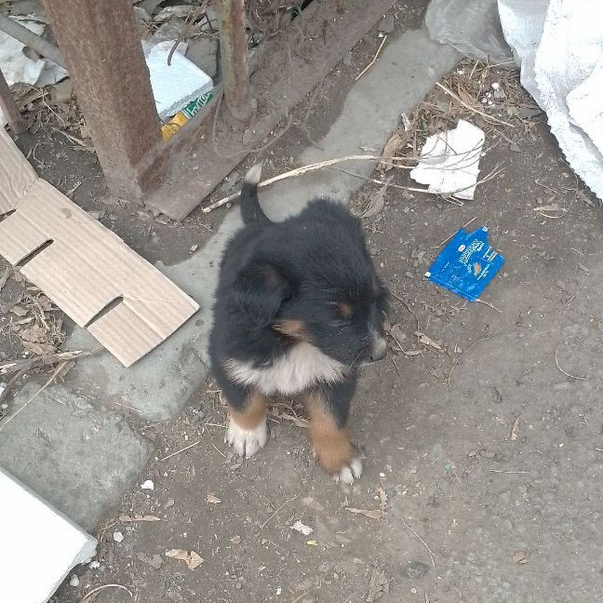 Четверо щенков в беде