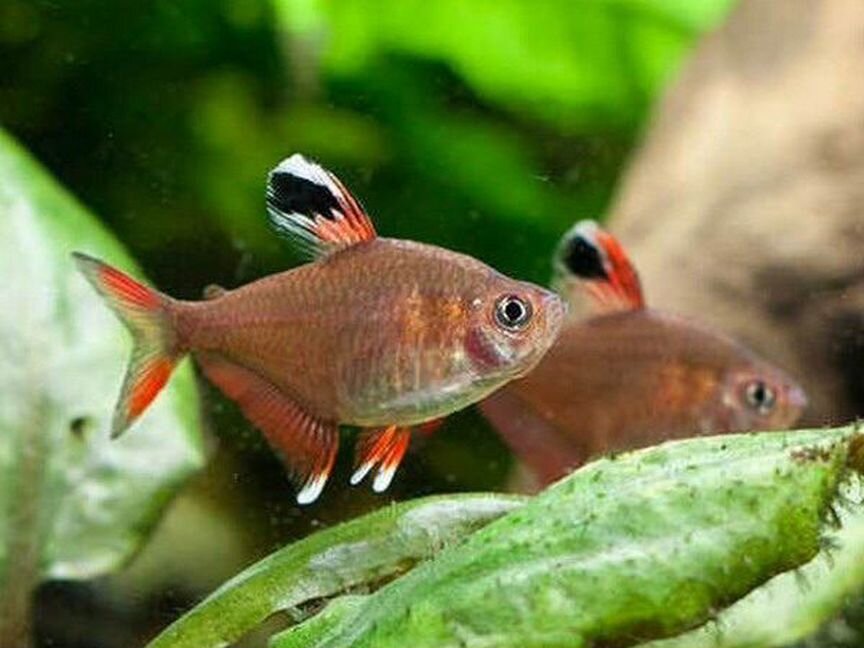 Аквариумные рыбки орнатусы