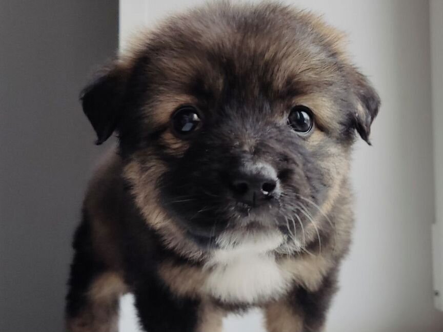 Крохотный щенок девочка