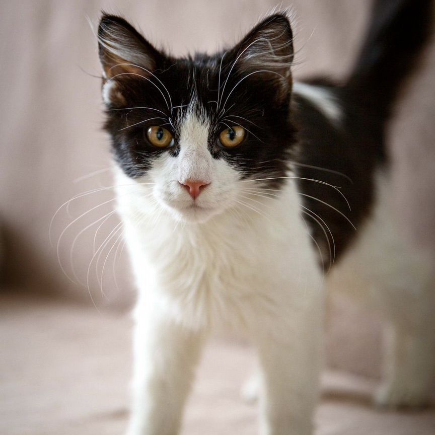 Необычайно ласковый котёнок ищет дом