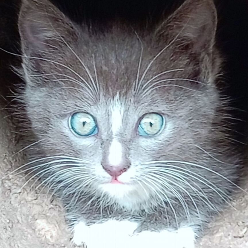 Коты и кошки малыши