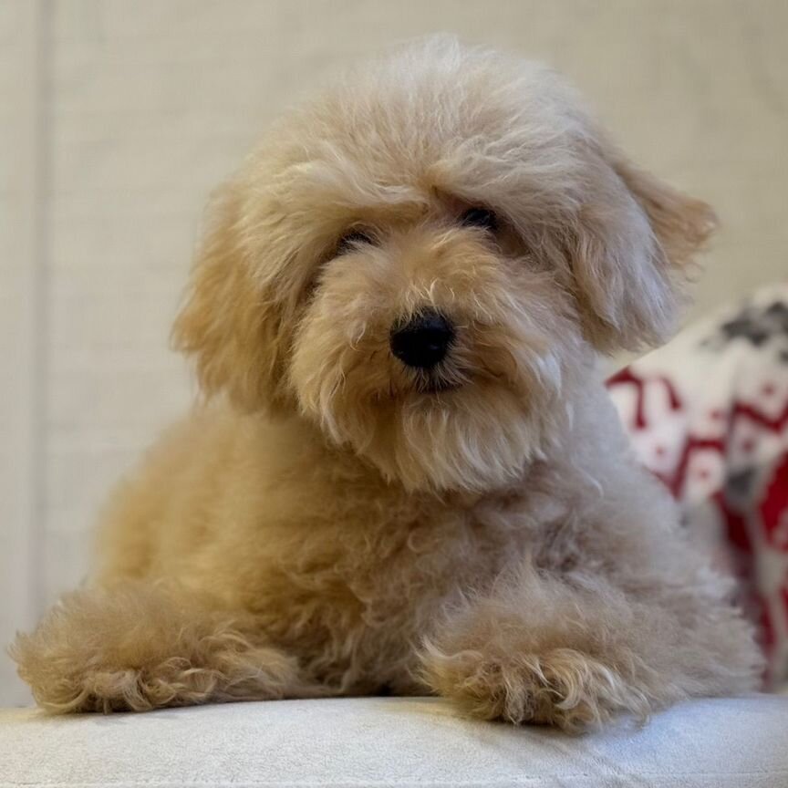 Лабрадудль, щенок