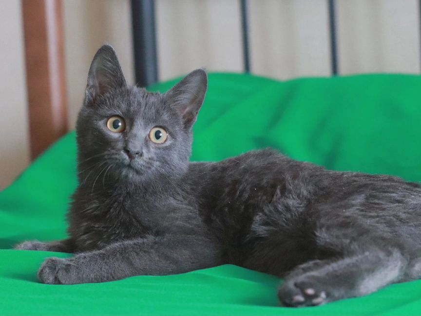 Котеночек Лорд, ему 4 месяца