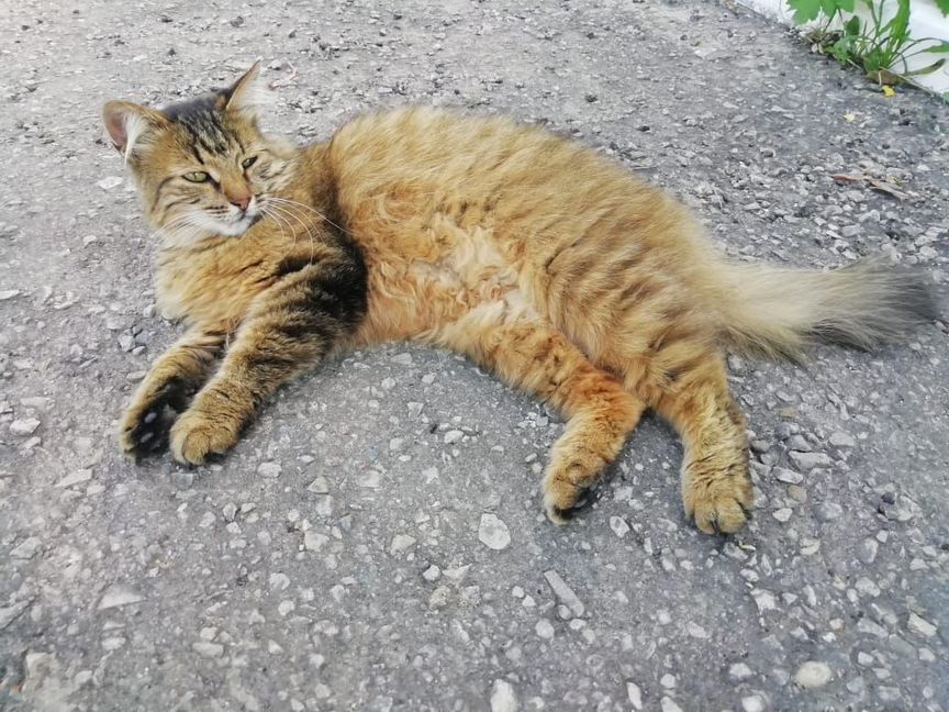 Кошечка в добрые руки