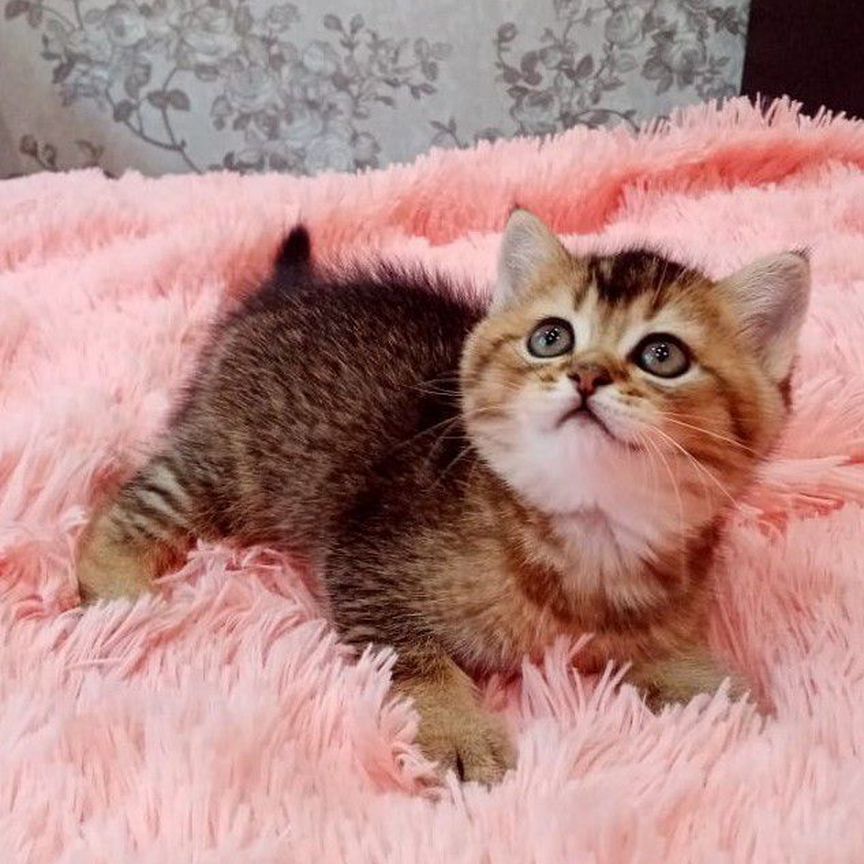 Шотландские красивые золотые котодетки