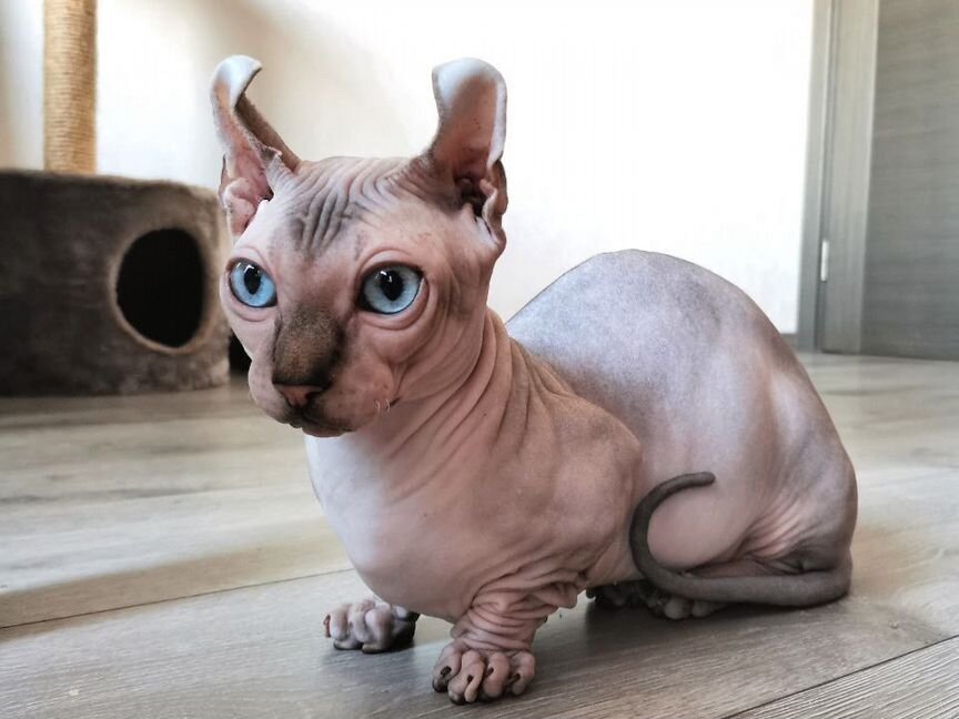 Вязка двэльф