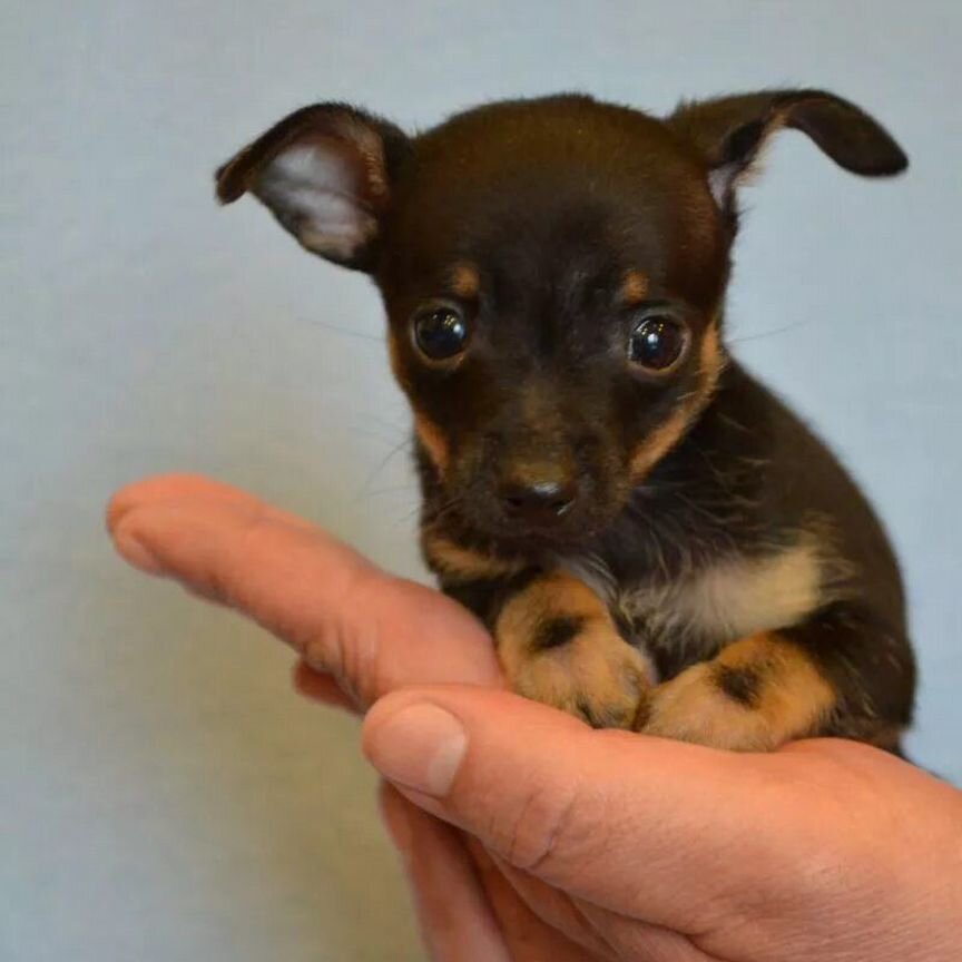 Той-терьер щенки