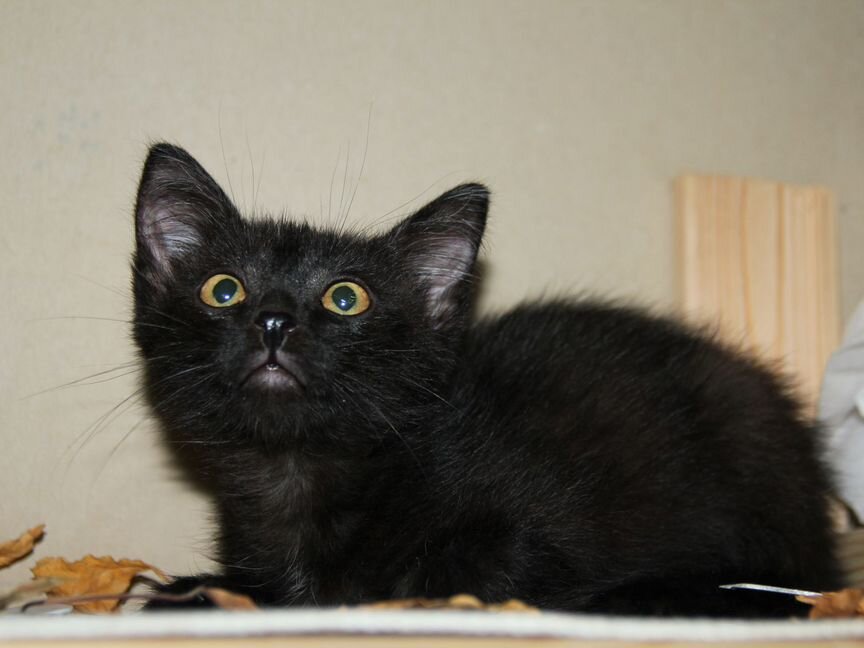 Малыши черныши