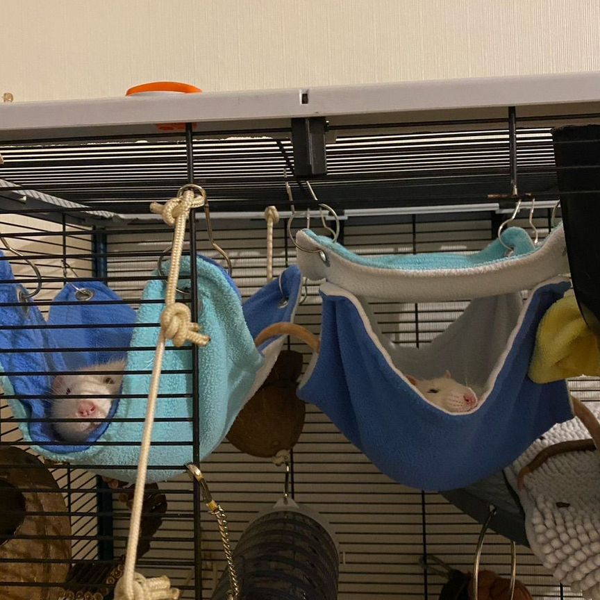 Гамак для крыс, хорьков, хомяков