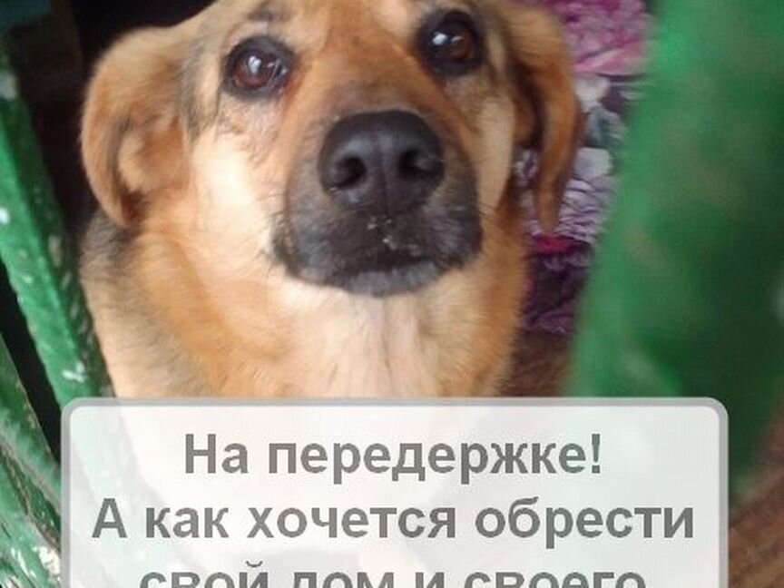 Лапа-Лапушка. В ожидании дома и хозяина