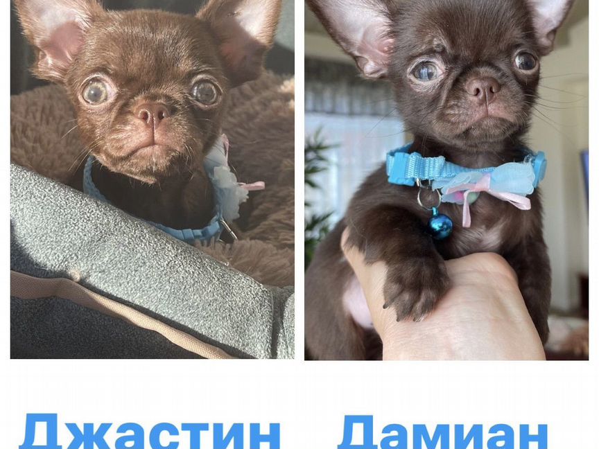 Щенки чихуахуа шоколадные мальчики