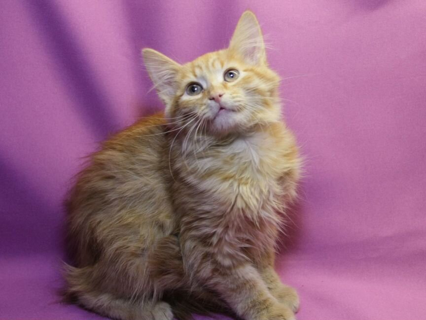 Котик Рыжик ищет семью