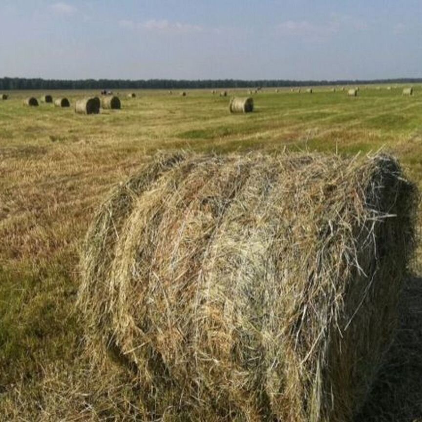 Продаётся сено