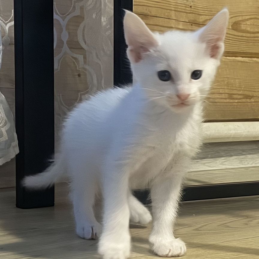 Мейн-кун котёнок