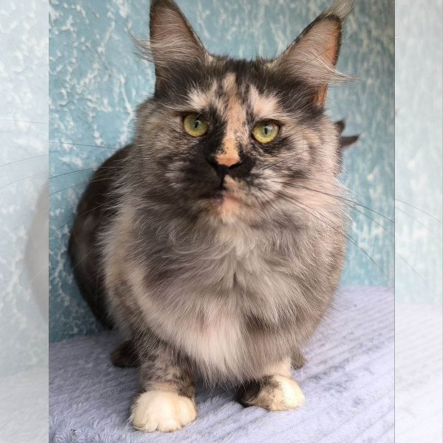 Мейн-кун, взрослая кошка