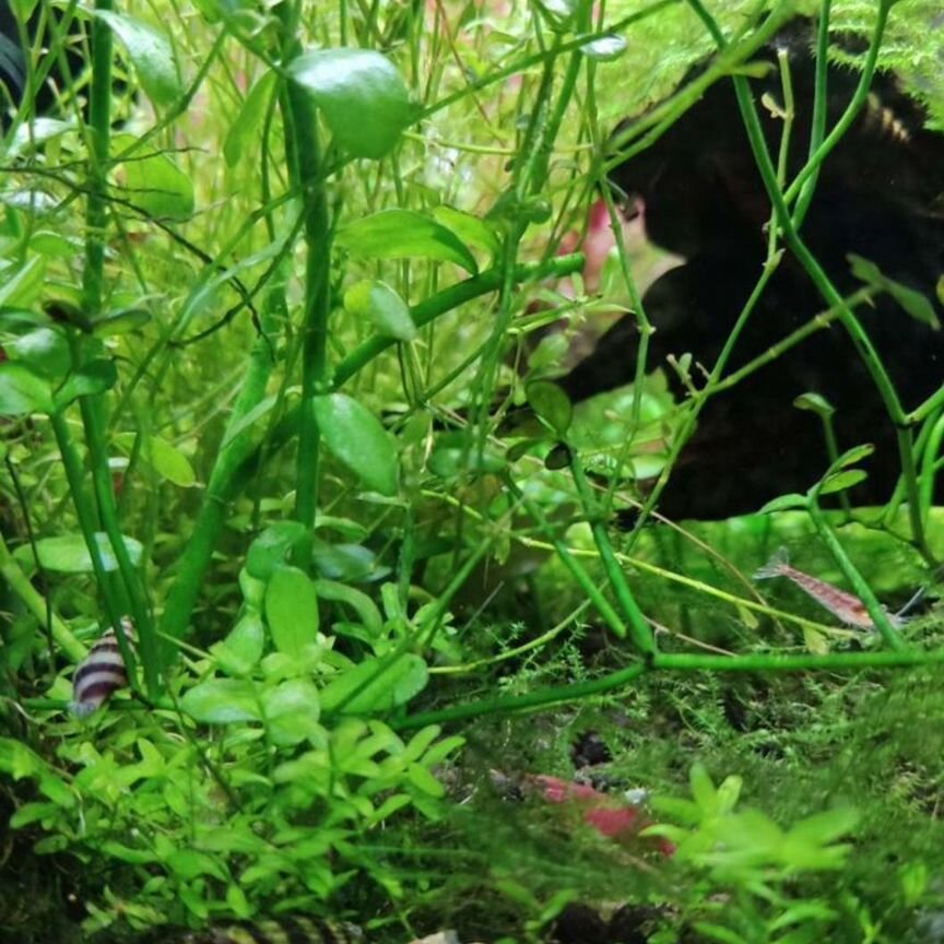 Улитка Хелена. Бесплатно