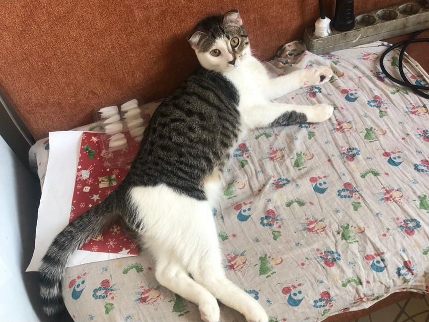Случка вязка кота