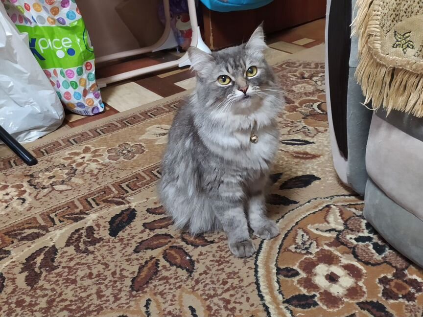 Отдам любимицу семьи