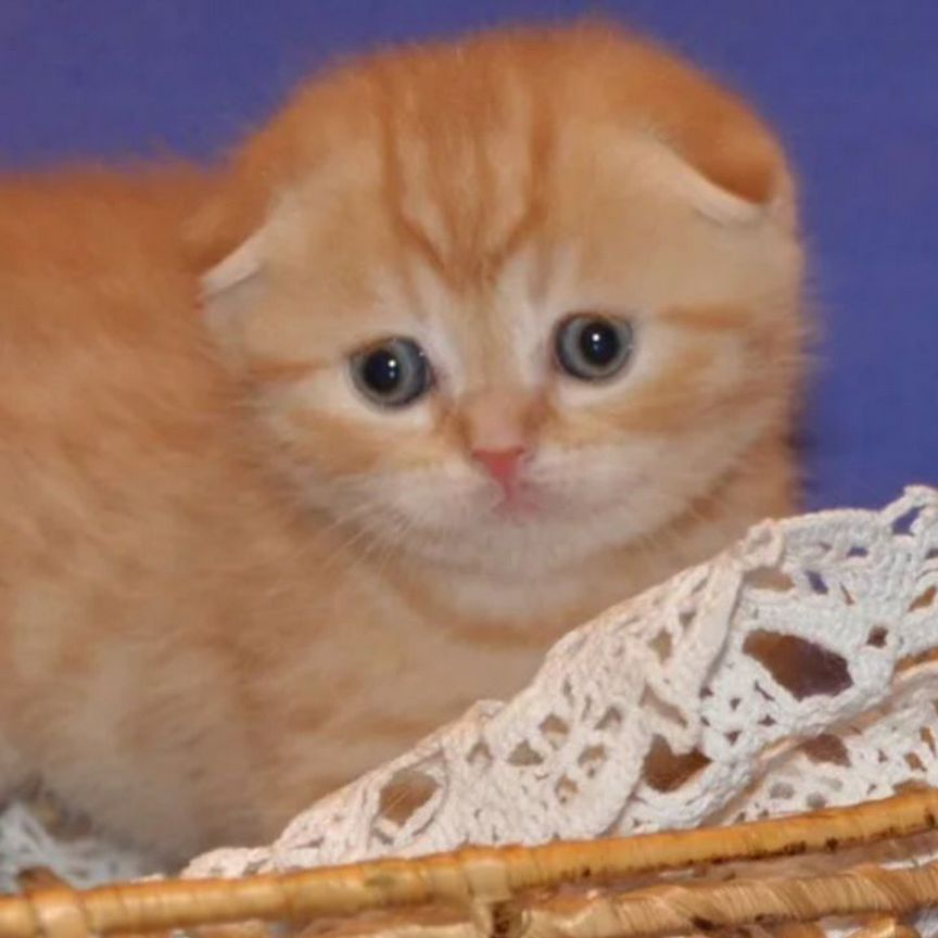 Шотландская вислоухая рыжуля