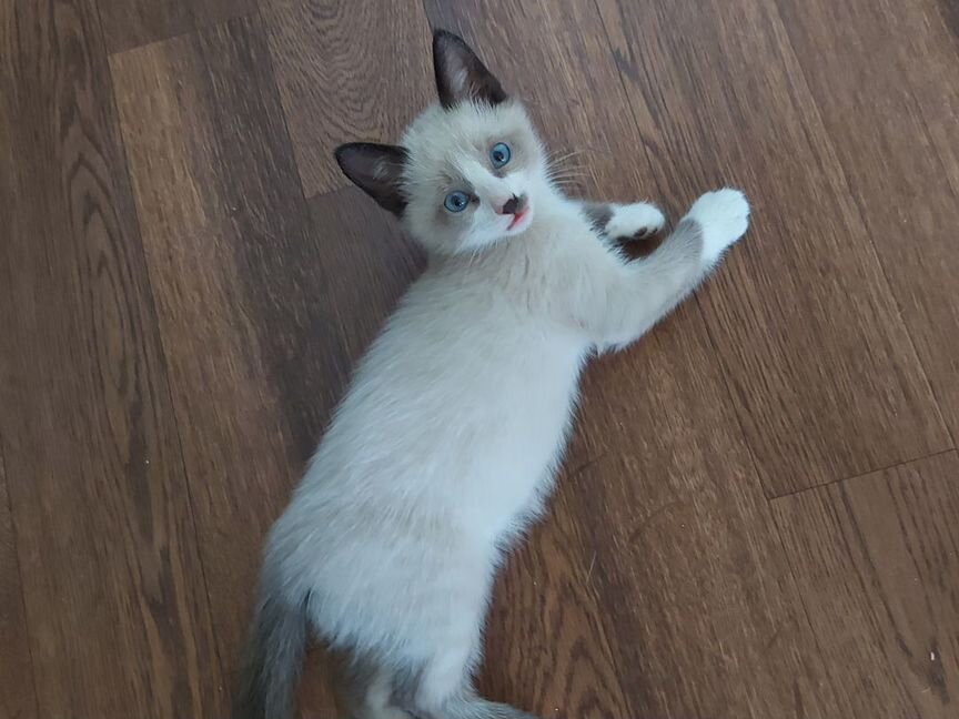 Тайский котенок мальчик