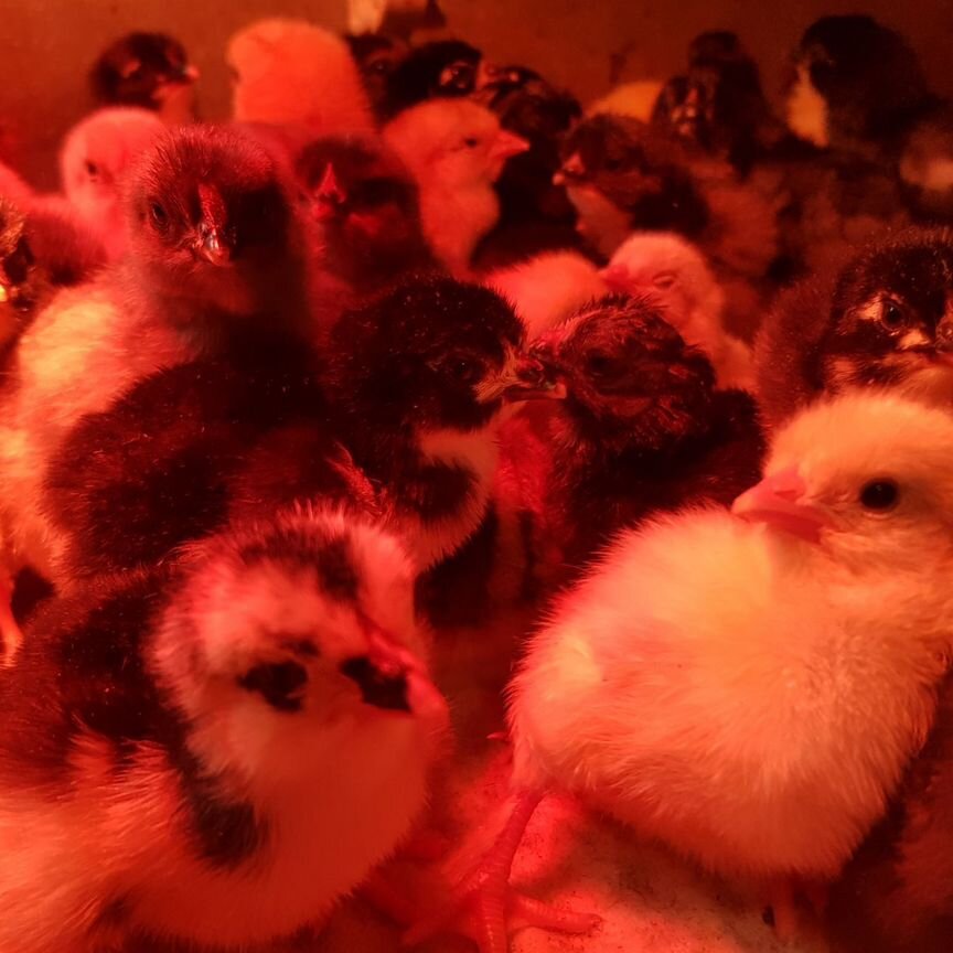 Цыплята несушки