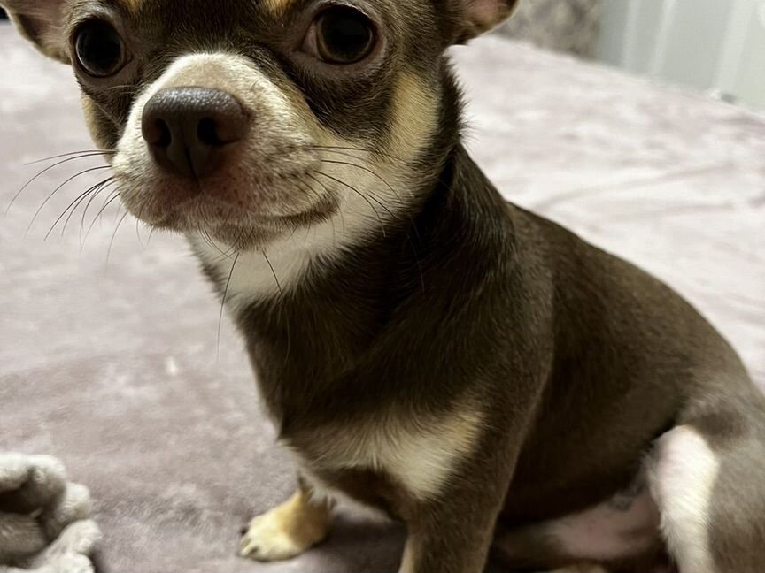 Вязка собак чихуахуа