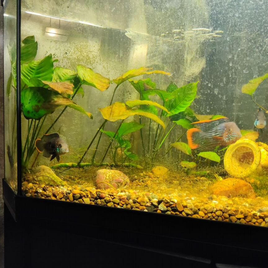 Отдам двух акар бирюзовых