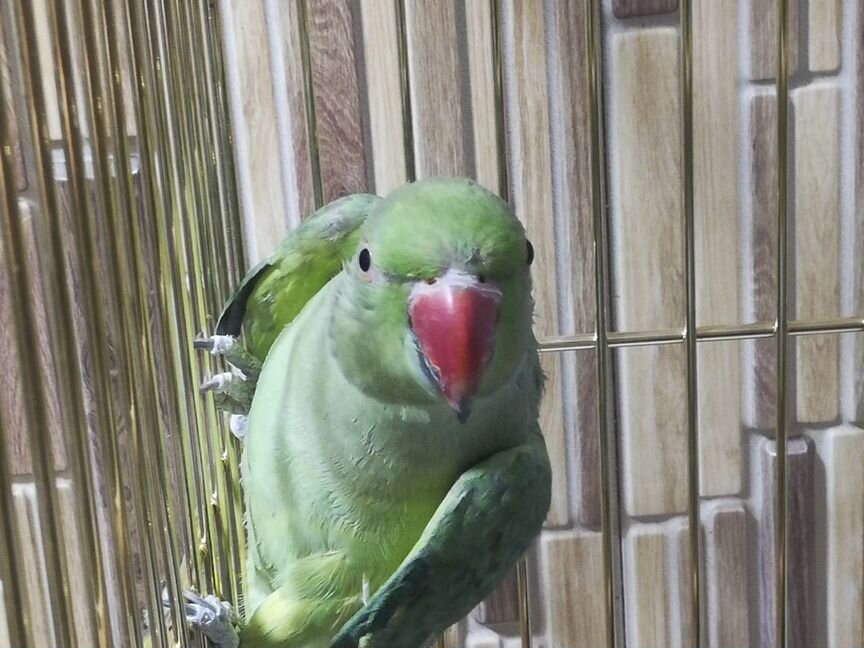 Ожереловый попугай самка