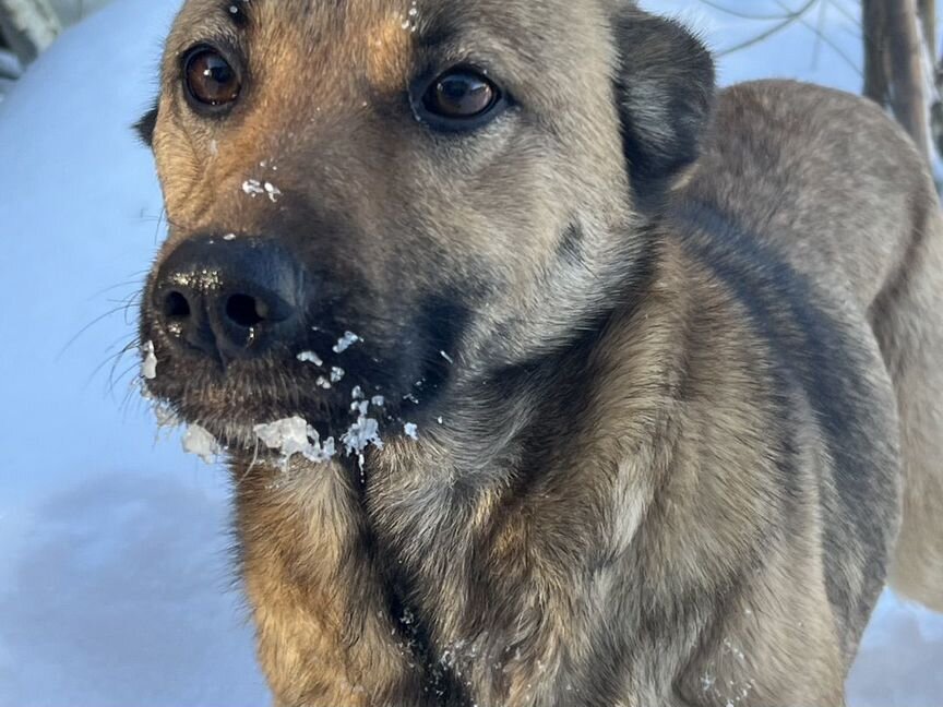Собака в добрые руки