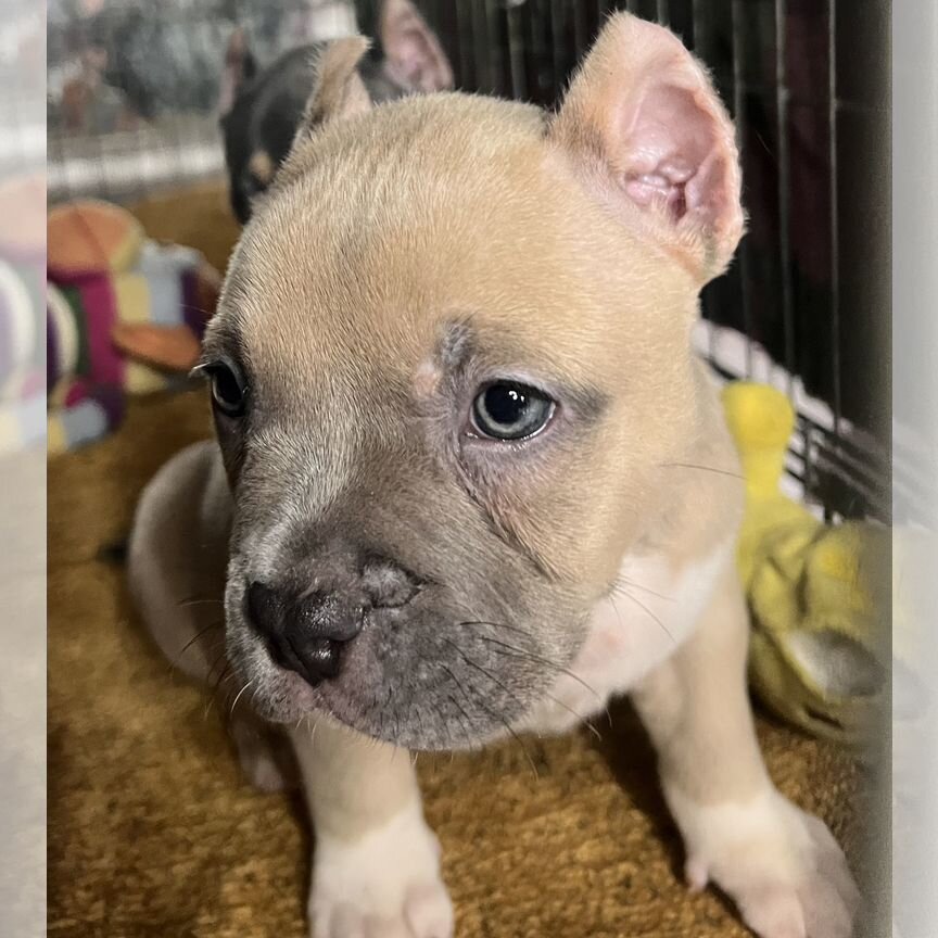 Американский булли, щенок