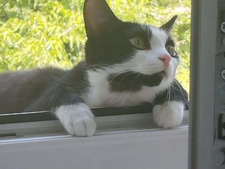 Черный котенок мальчик. Подросток