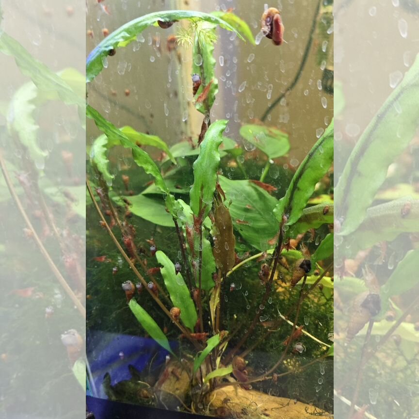 Креветки chery