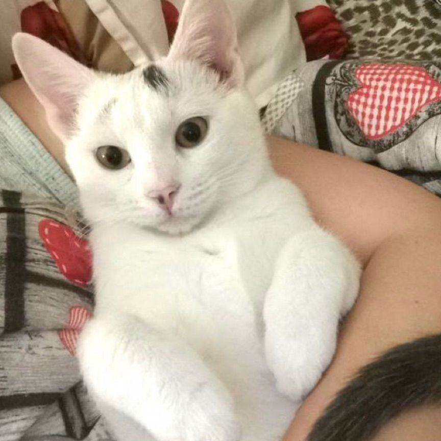 Котенок обнимашка