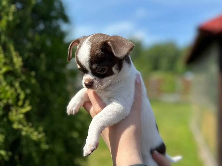 Чихуахуа мальчик 2 мес