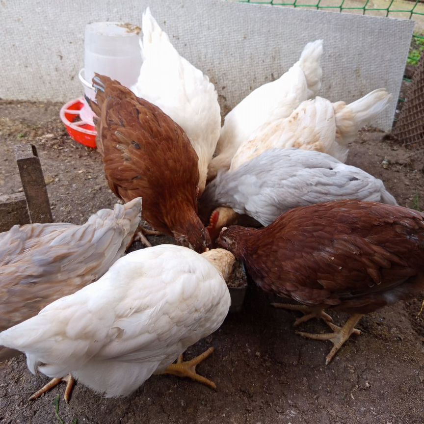 Продаю петушков