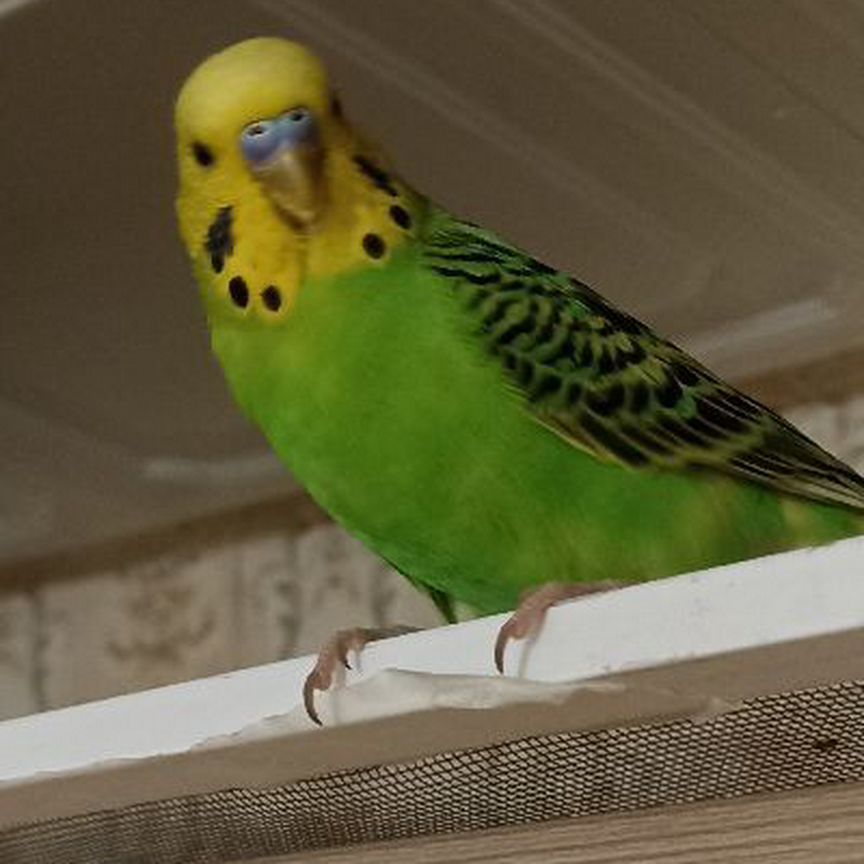 Волнистый попугай с клеткой