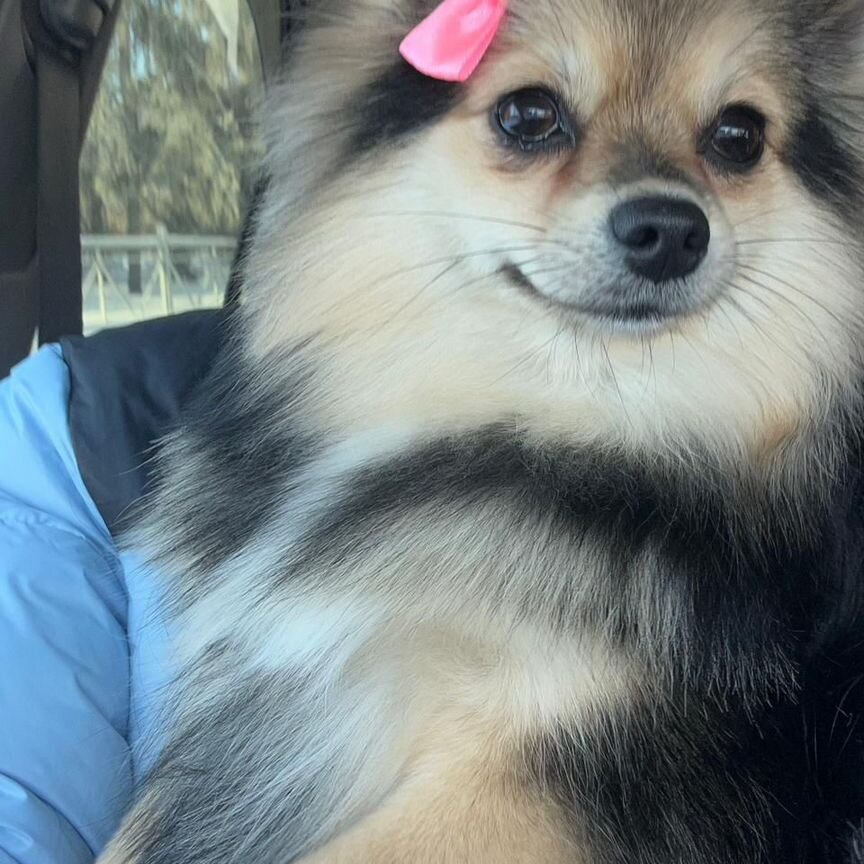 Щенки шпица